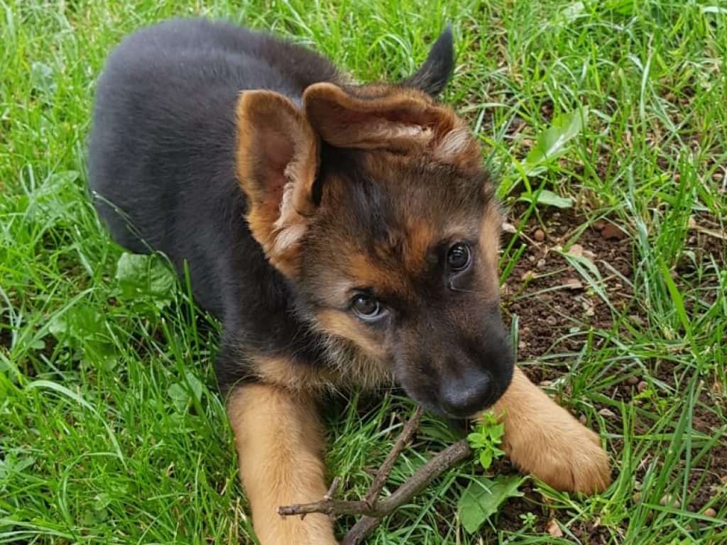 Cuccioli | Allevamento e vendita cuccioli Pastore Tedesco a Treviso